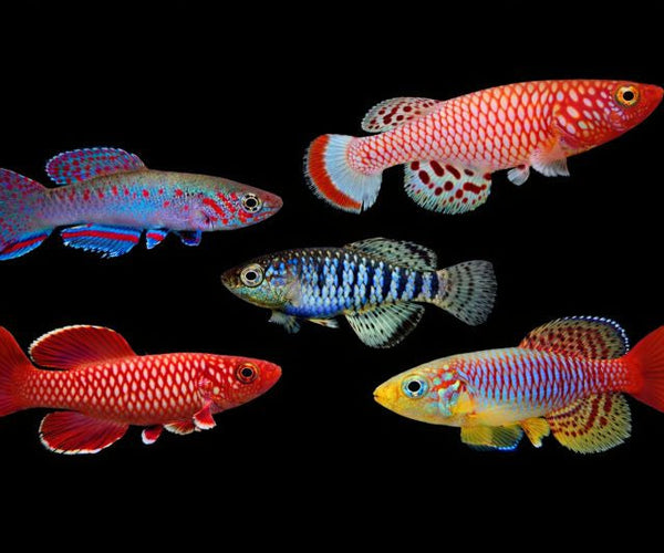 bluefin killifish temperature