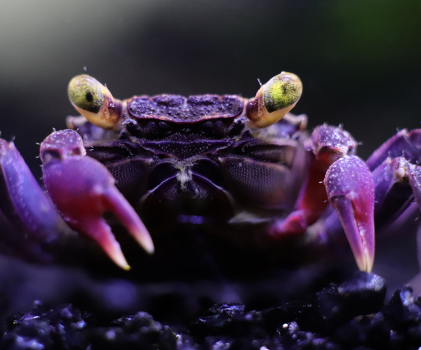 Vampire Crabs: The Ultimate Guide to These Mysterious and Stunning Cre ...