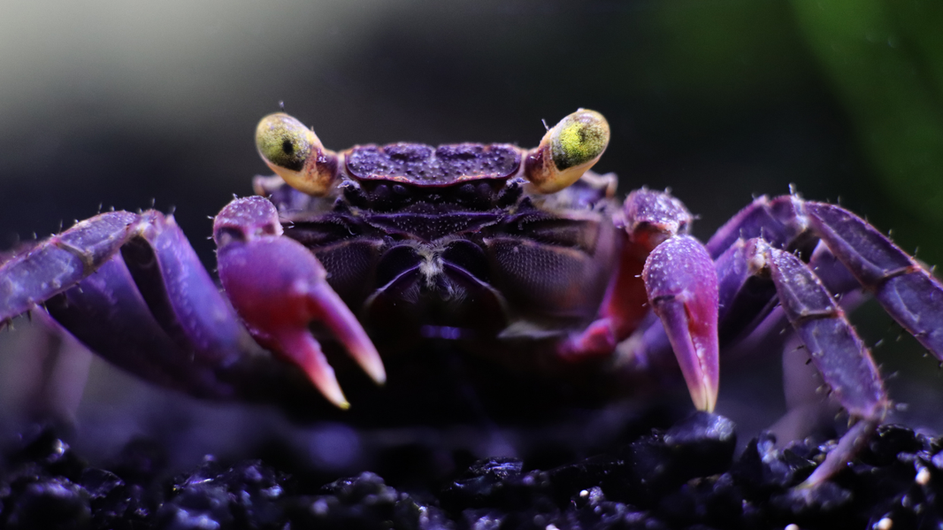 Vampire Crabs: The Ultimate Guide to These Mysterious and Stunning Cre ...