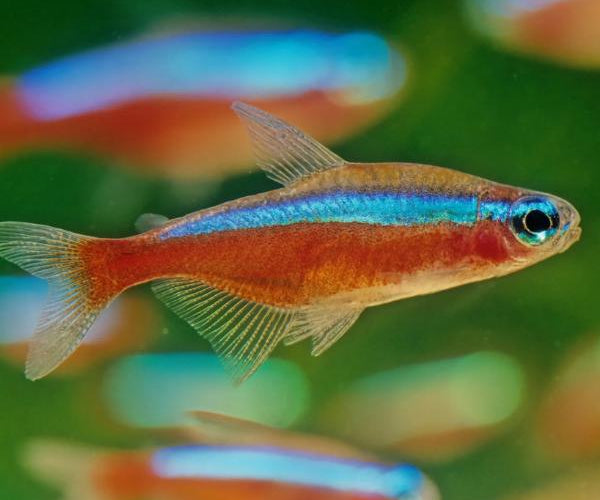 Buy Tetra Fish | Freshwater and Aquarium Fish | Fishlist.com.sg ...