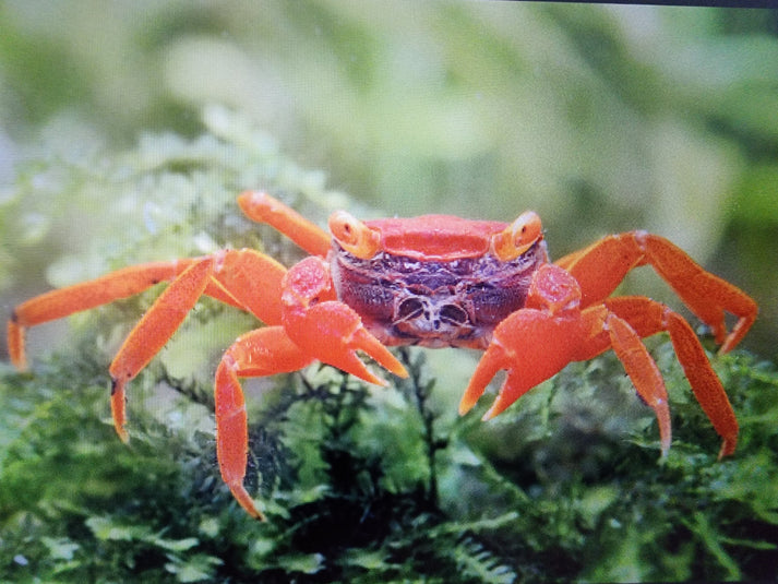 Red tomato vampire crab 2cm x 5pc – Fishlist by Desmond Lim