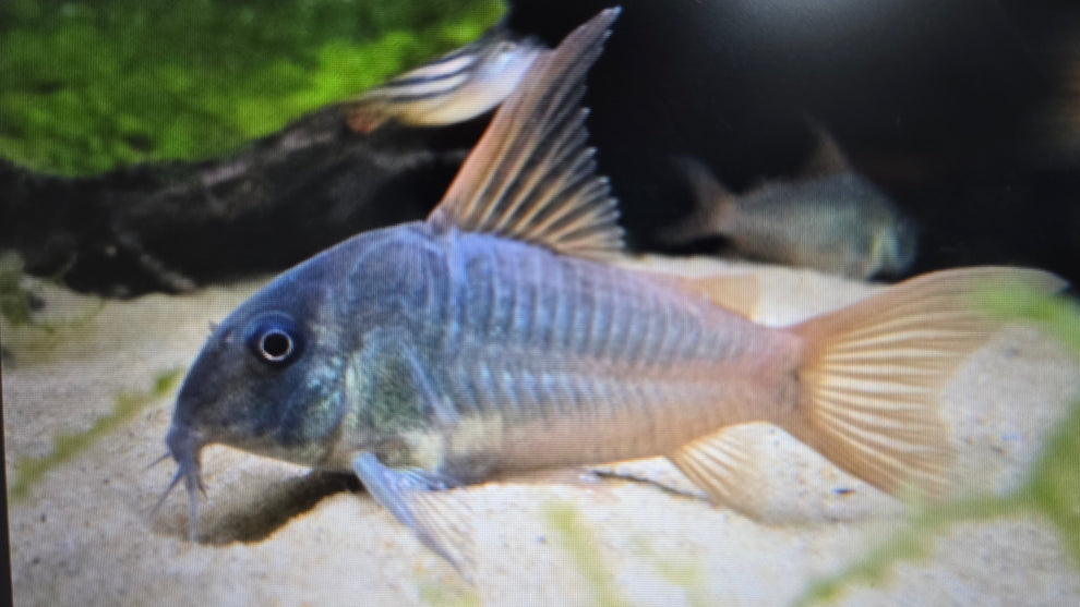 Corydoras concolor 3cm – Fishlist by Desmond Lim