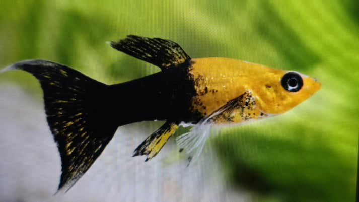 Black gold dust molly 3cm – Fishlist by Desmond Lim