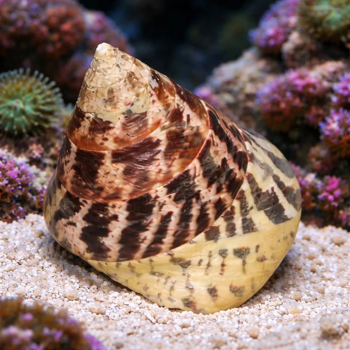 Egyptian pyamid snail Marine 2cm – Fishlist by Desmond Lim