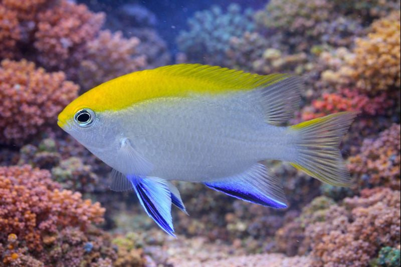 blue fin damselfish 2-3cm – Fishlist by Desmond Lim