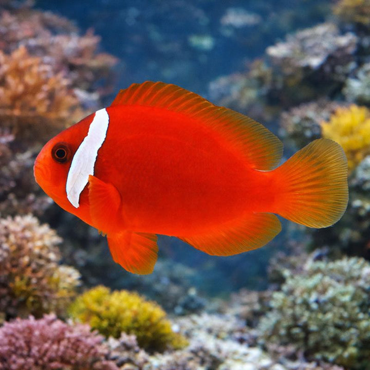 Red tomato clown fish 2-5cm – Fishlist by Desmond Lim