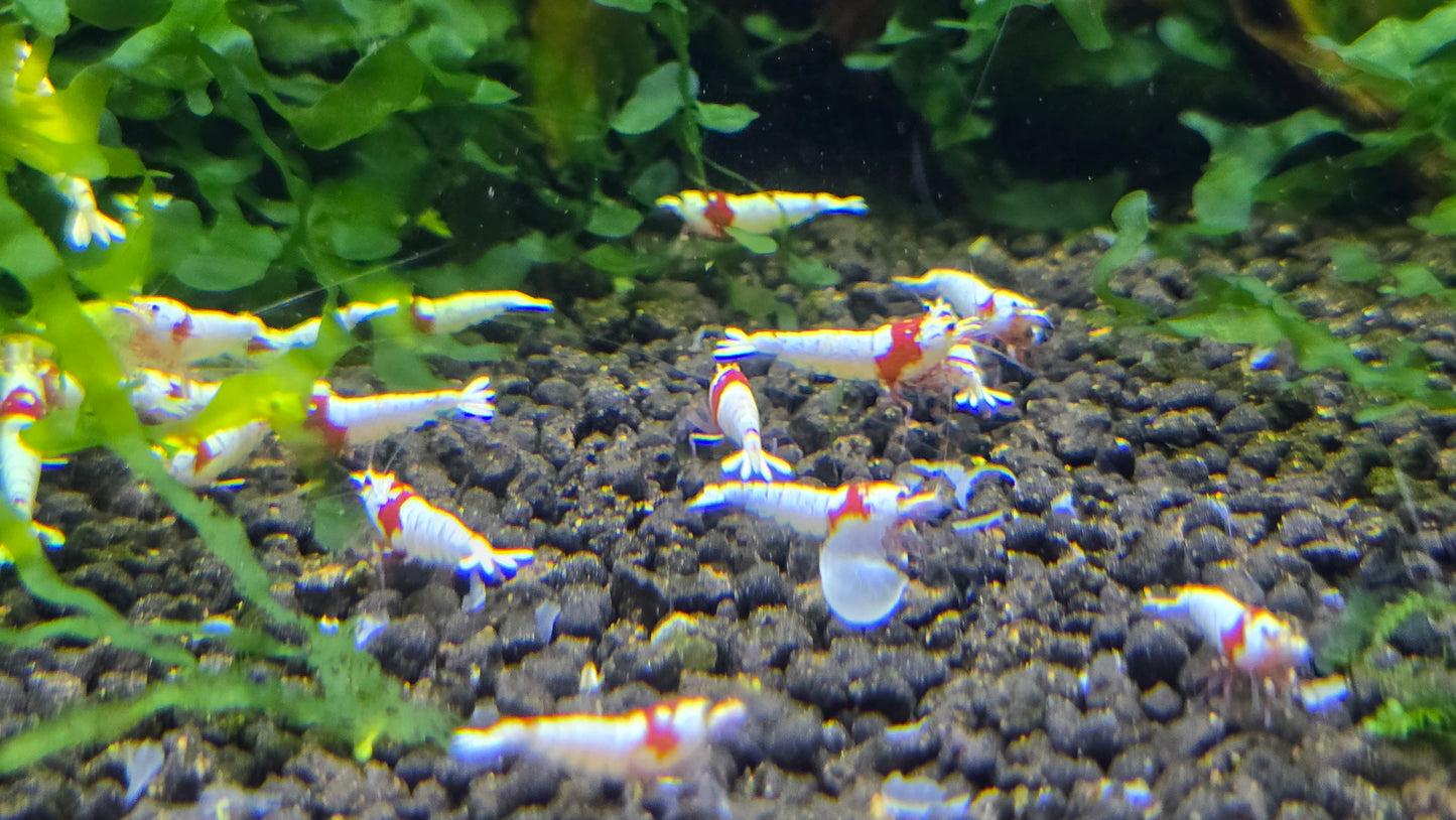 Pure red line mosura 1cm – Fishlist by Desmond Lim