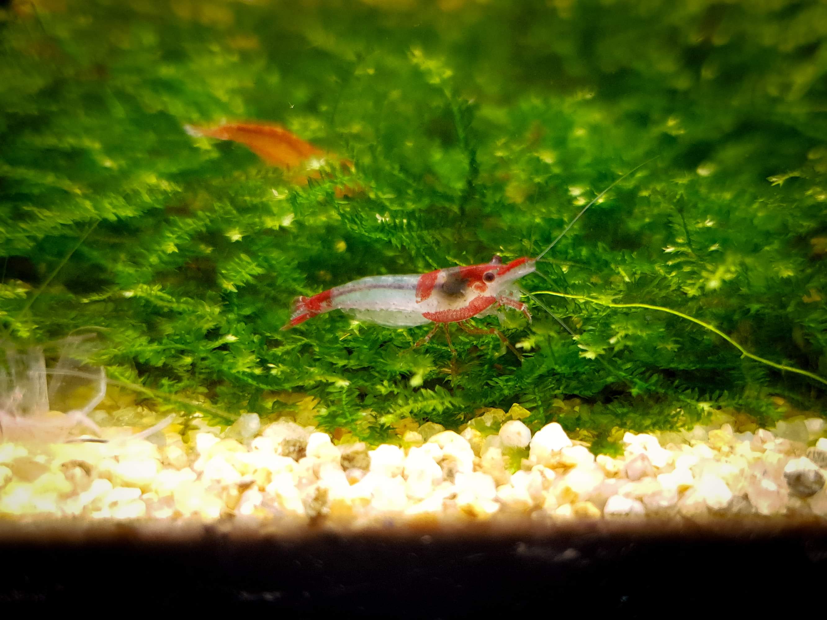 Red rili shrimp 1-1.5cm – Fishlist by Desmond Lim